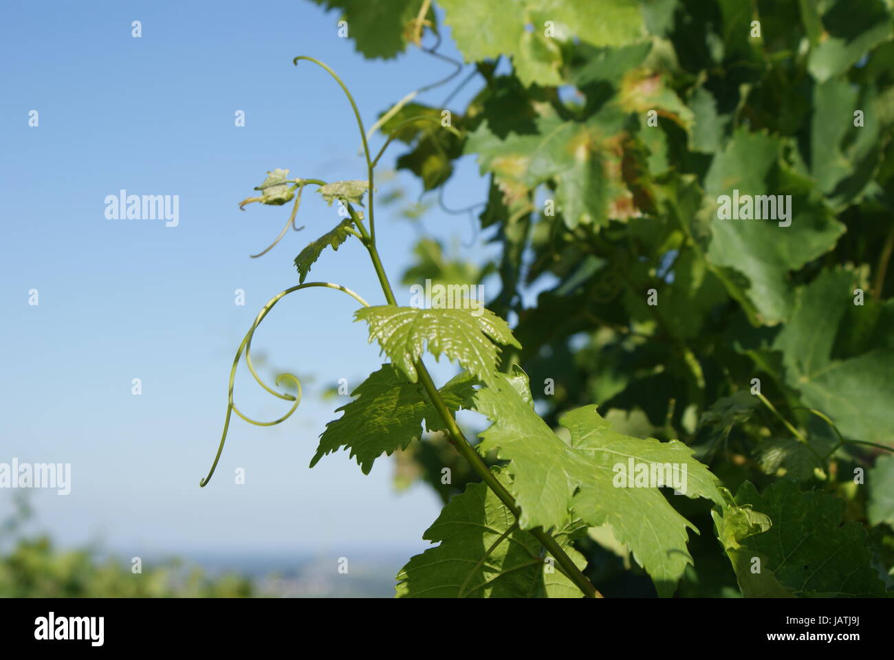 vine with background Stock Photo - Alamy