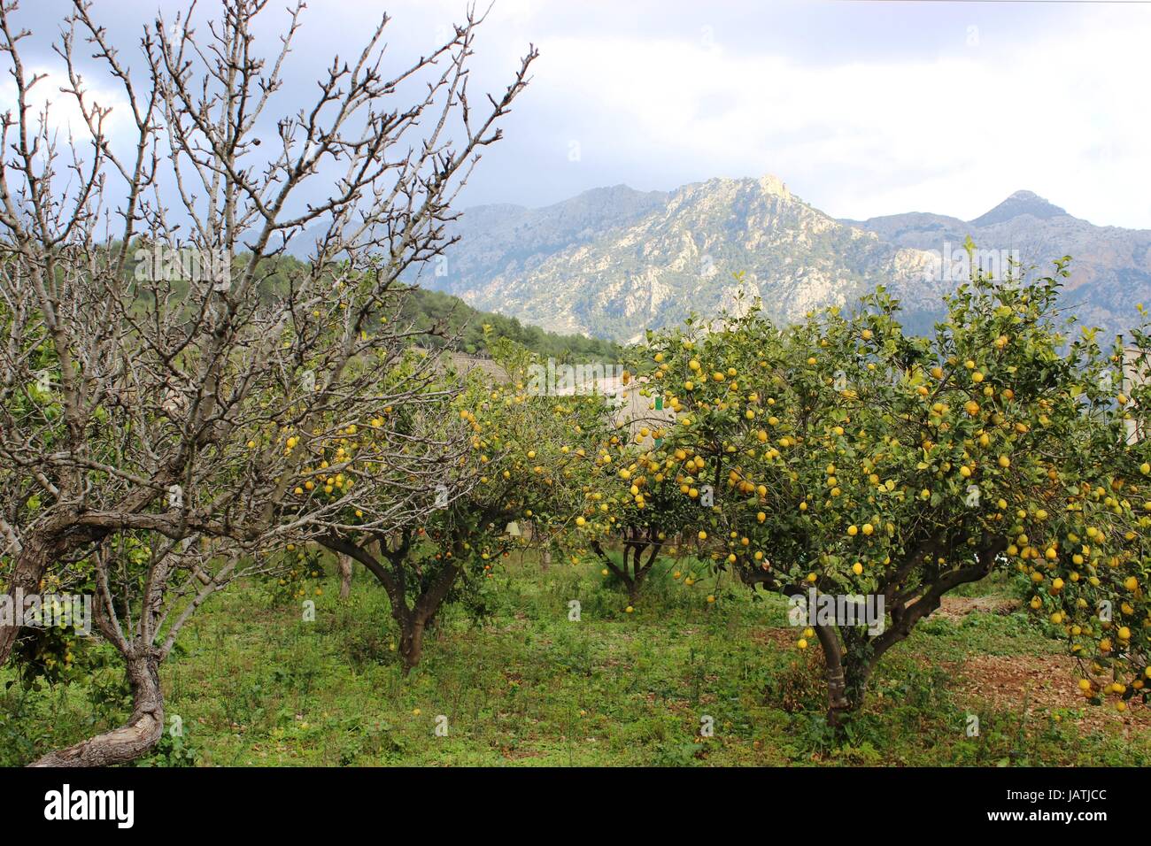 lemon trees in soller,mallorca Stock Photo - Alamy