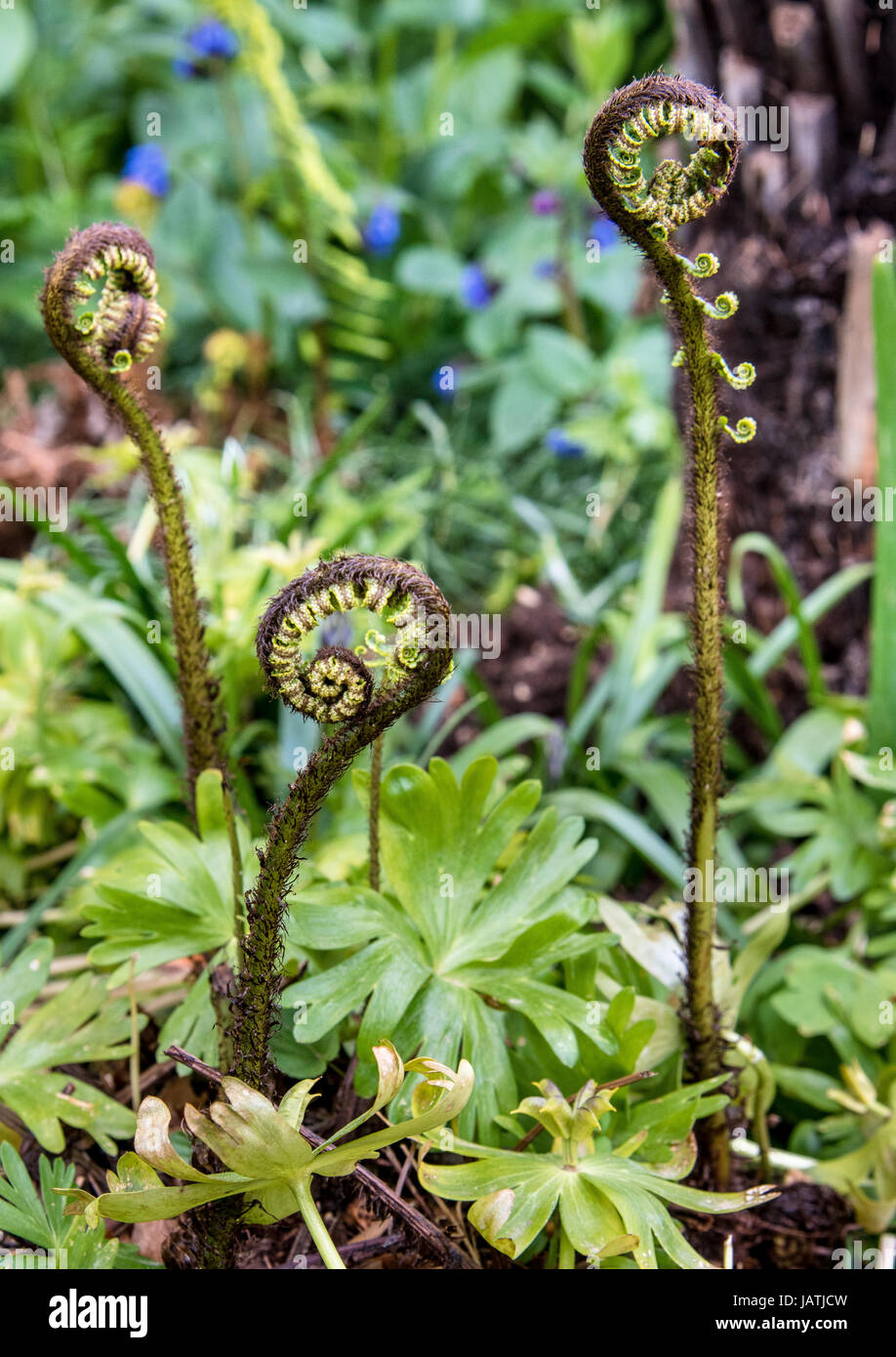 Eusporangiate ferns hi-res stock photography and images - Alamy