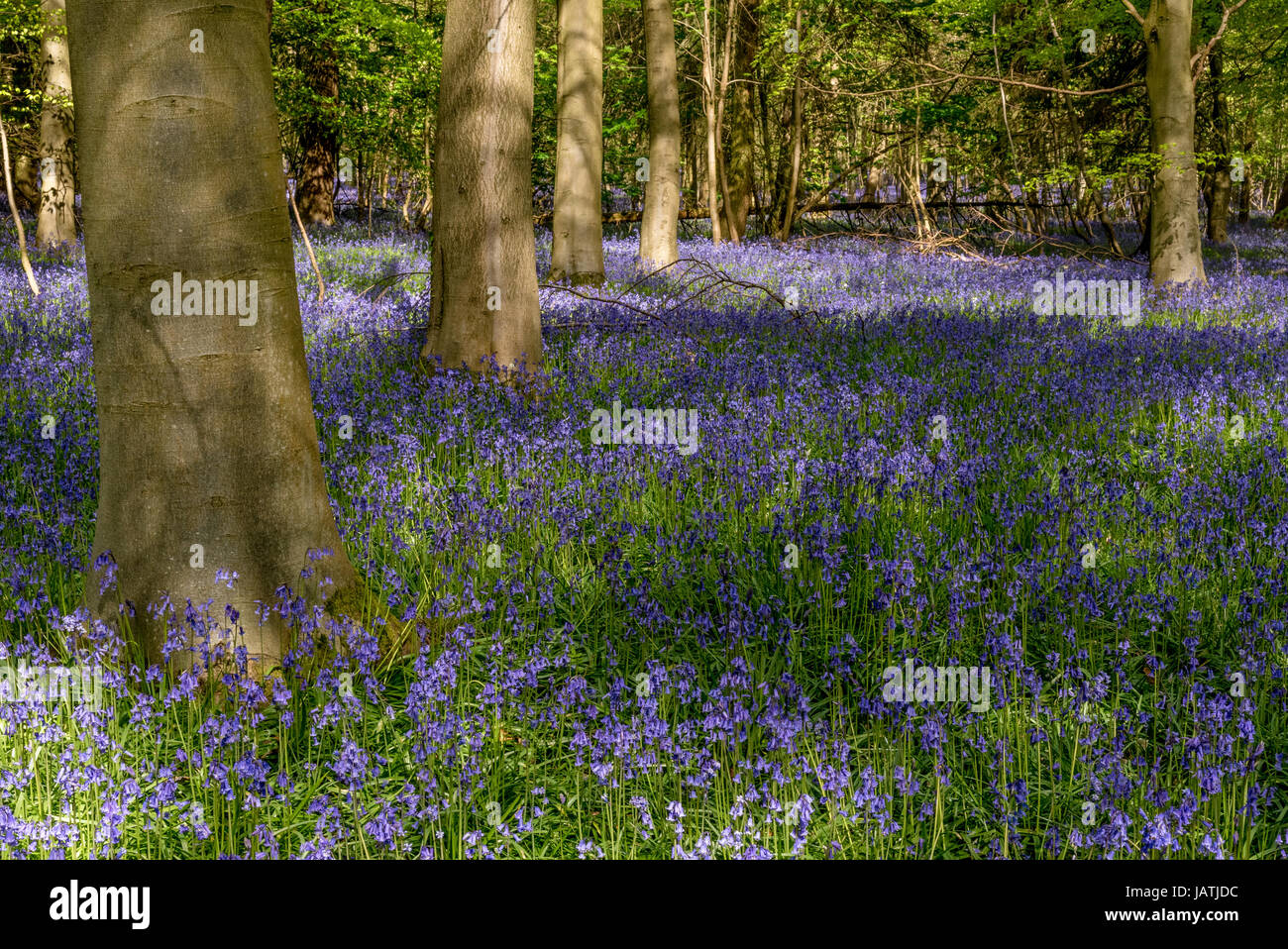 Bluebell wood in full bloom on a sunny spring day Stock Photo - Alamy