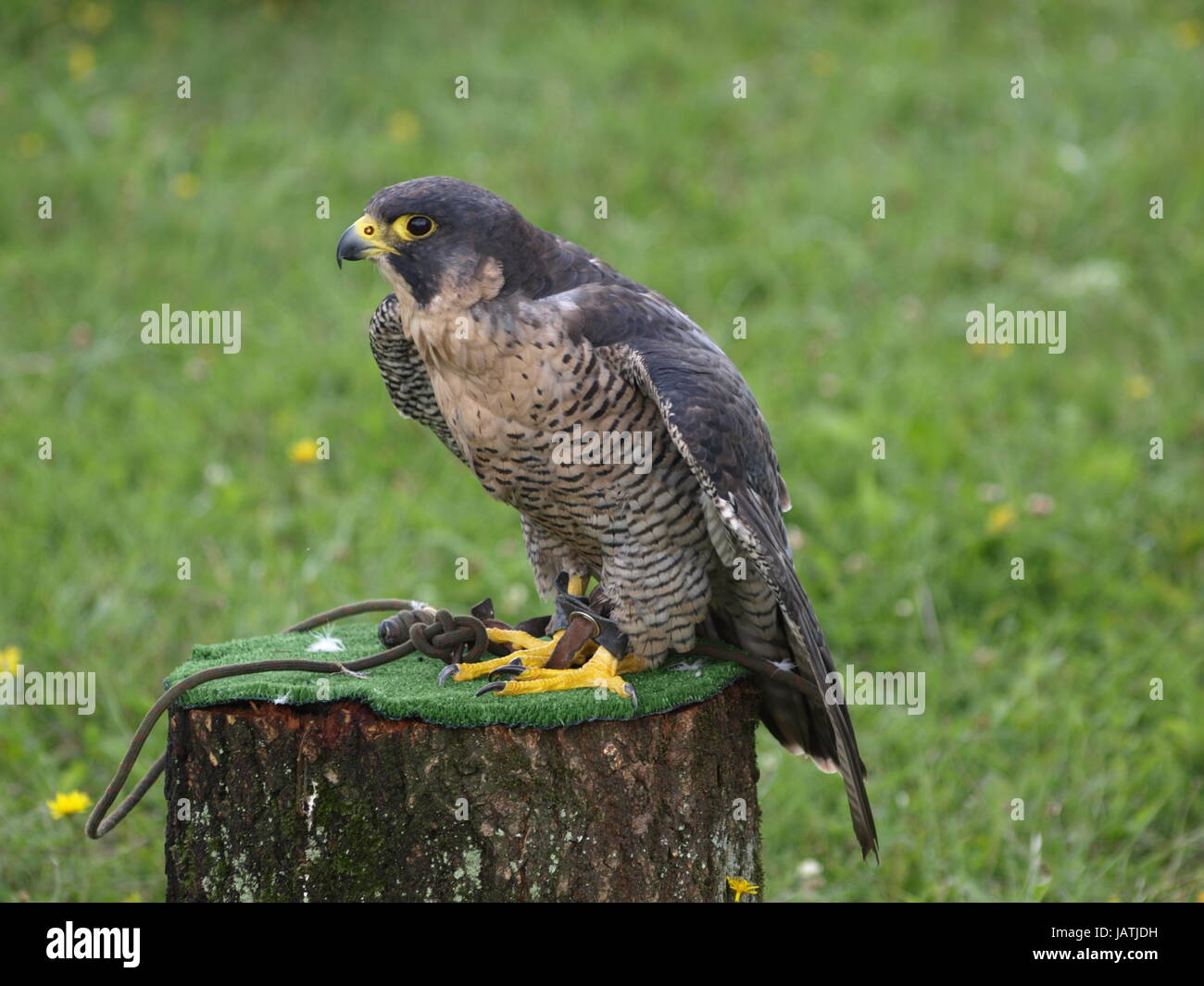 Hawks field hi-res stock photography and images - Alamy