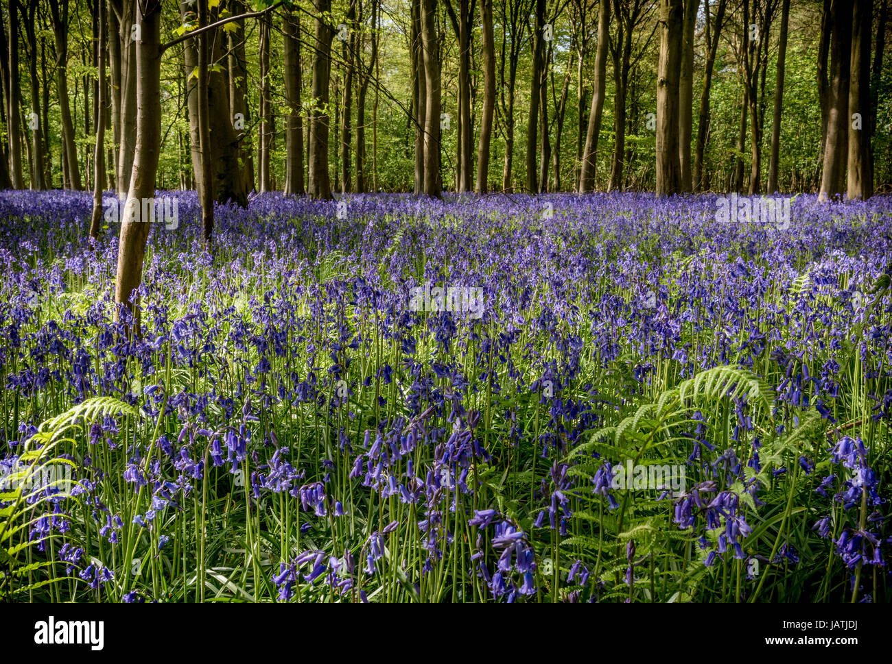 Bluebell wood in full bloom on a sunny spring day Stock Photo - Alamy