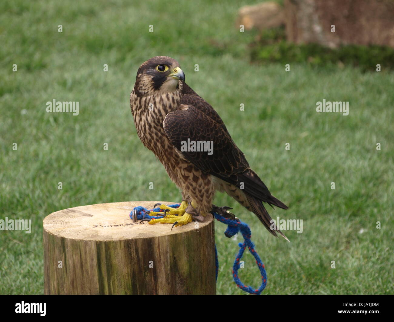 Hawks field hi-res stock photography and images - Alamy