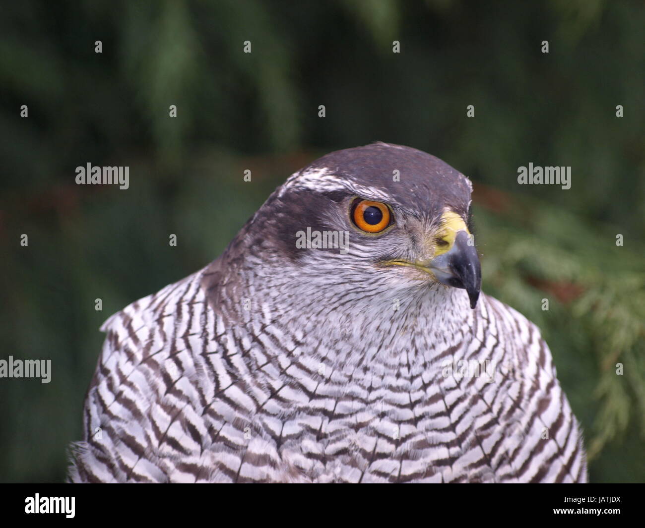 Habichte und sperber hi-res stock photography and images - Alamy