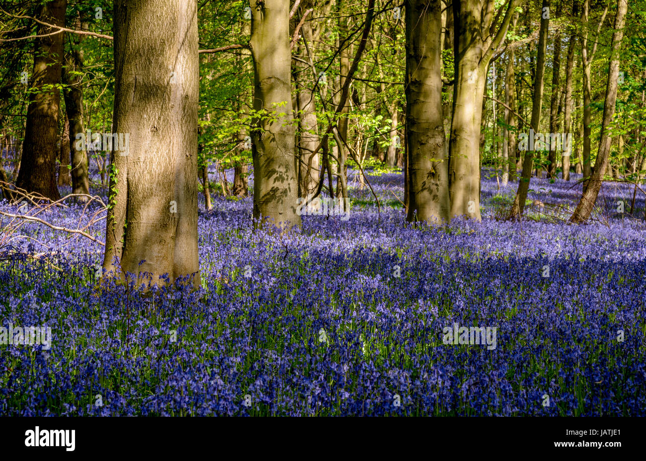 Bluebell wood in full bloom on a sunny spring day Stock Photo - Alamy