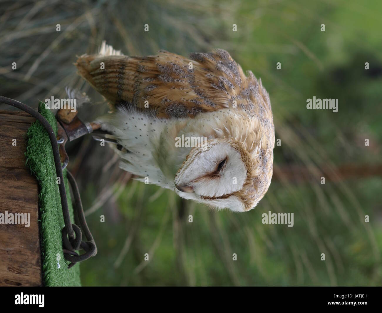 Bird birds raptor owl hi-res stock photography and images - Alamy