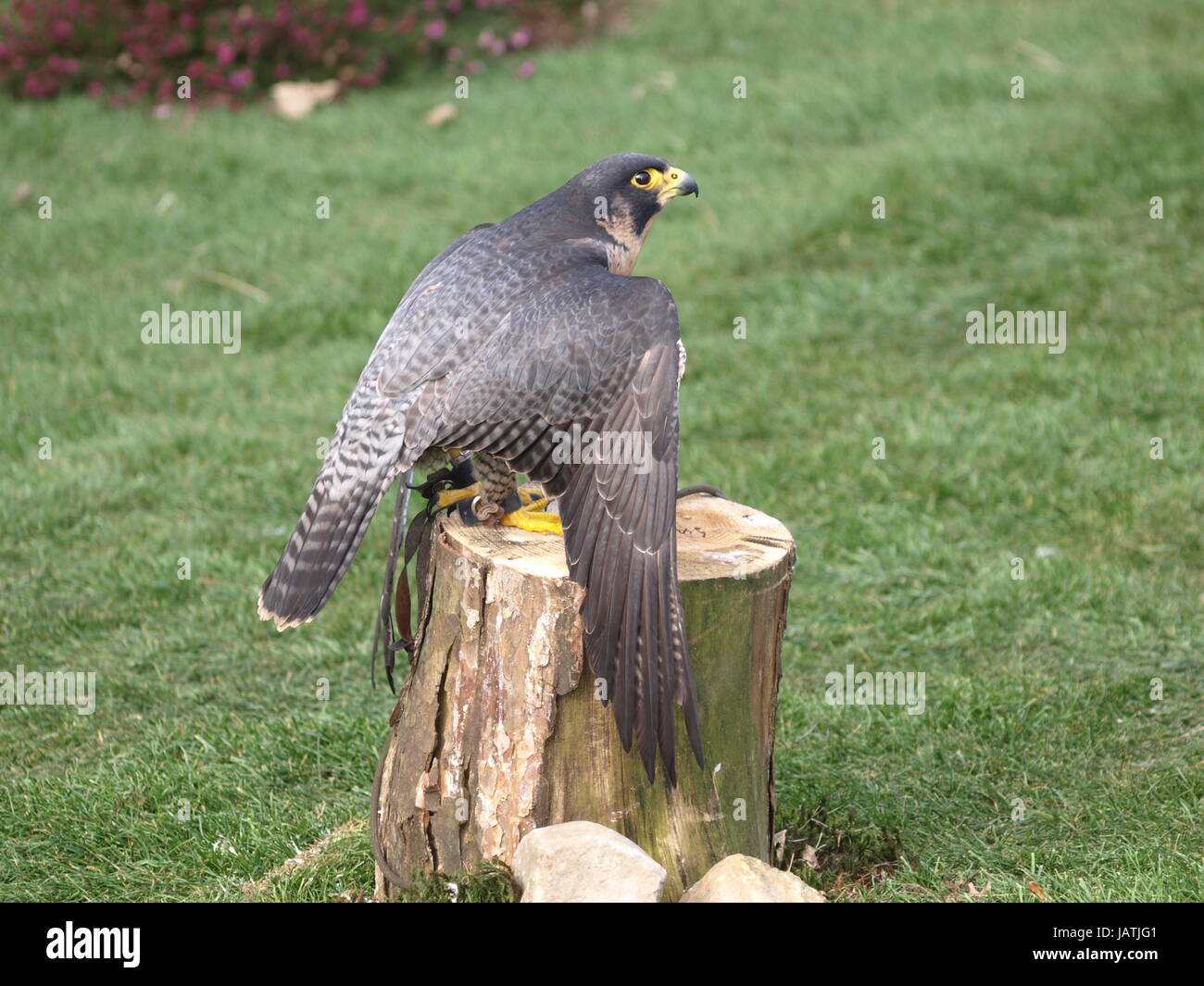 Falcon field hi-res stock photography and images - Alamy