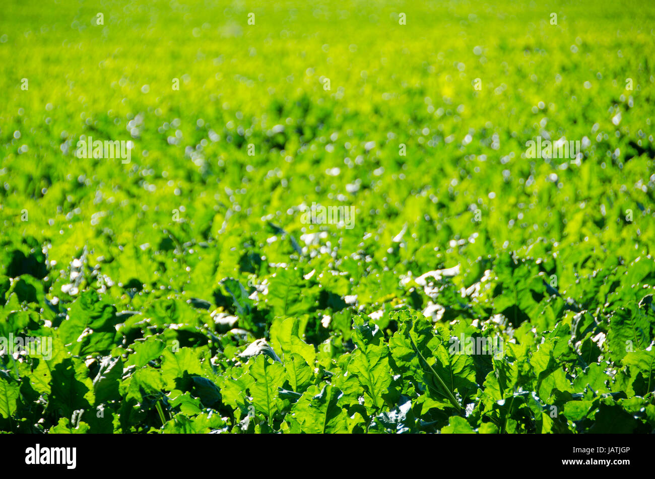 A field of sugar beet plants, beta vulgaris on a sunny day Stock Photo ...