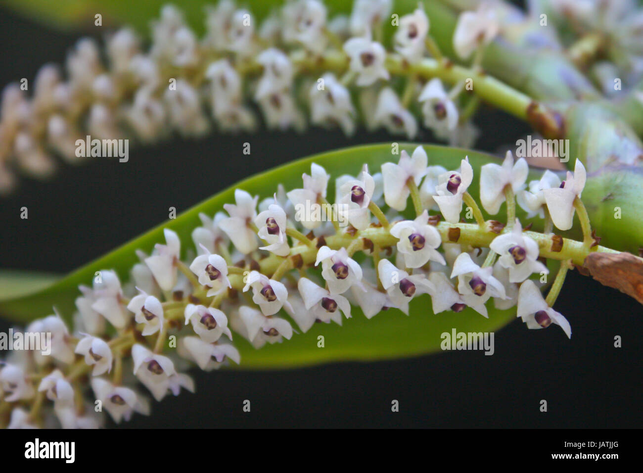 Eria floribunda Rare species wild orchids in forest of Thailand, This ...