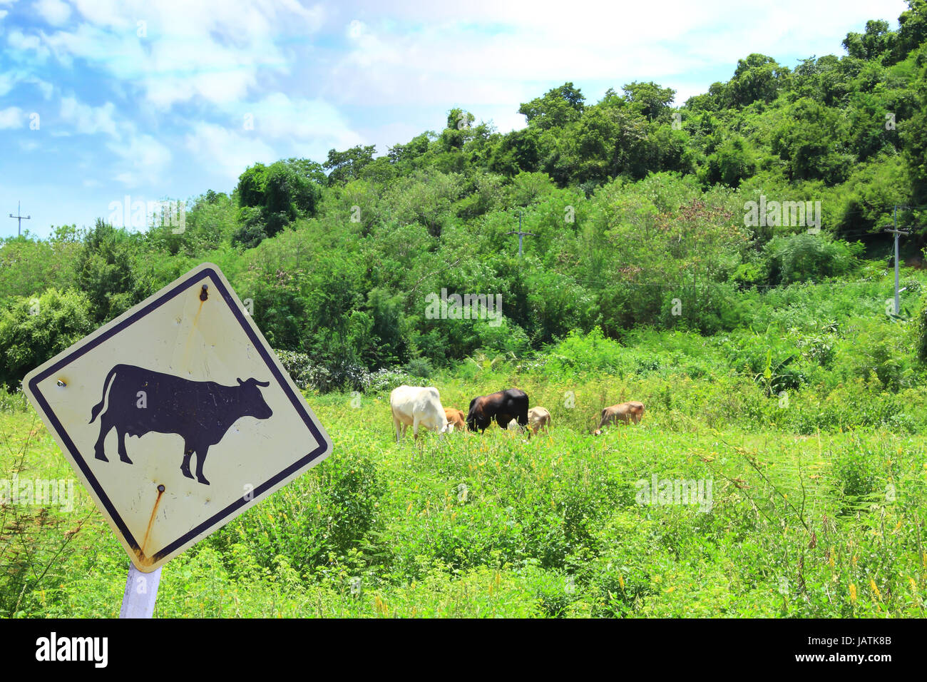 Sign warning cow milk hi-res stock photography and images - Alamy