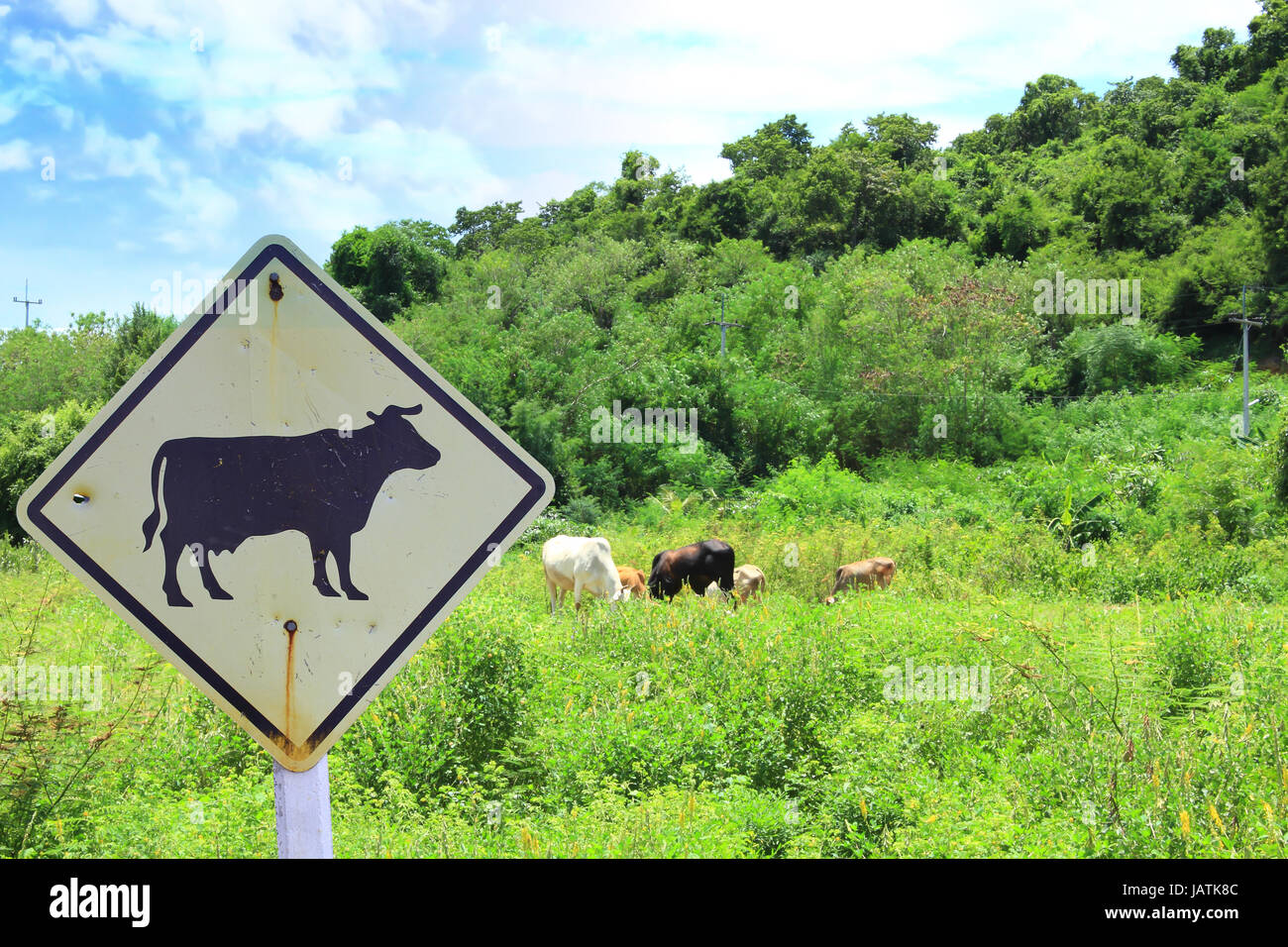 Cows grazing in green meadow and cow sign Stock Photo - Alamy