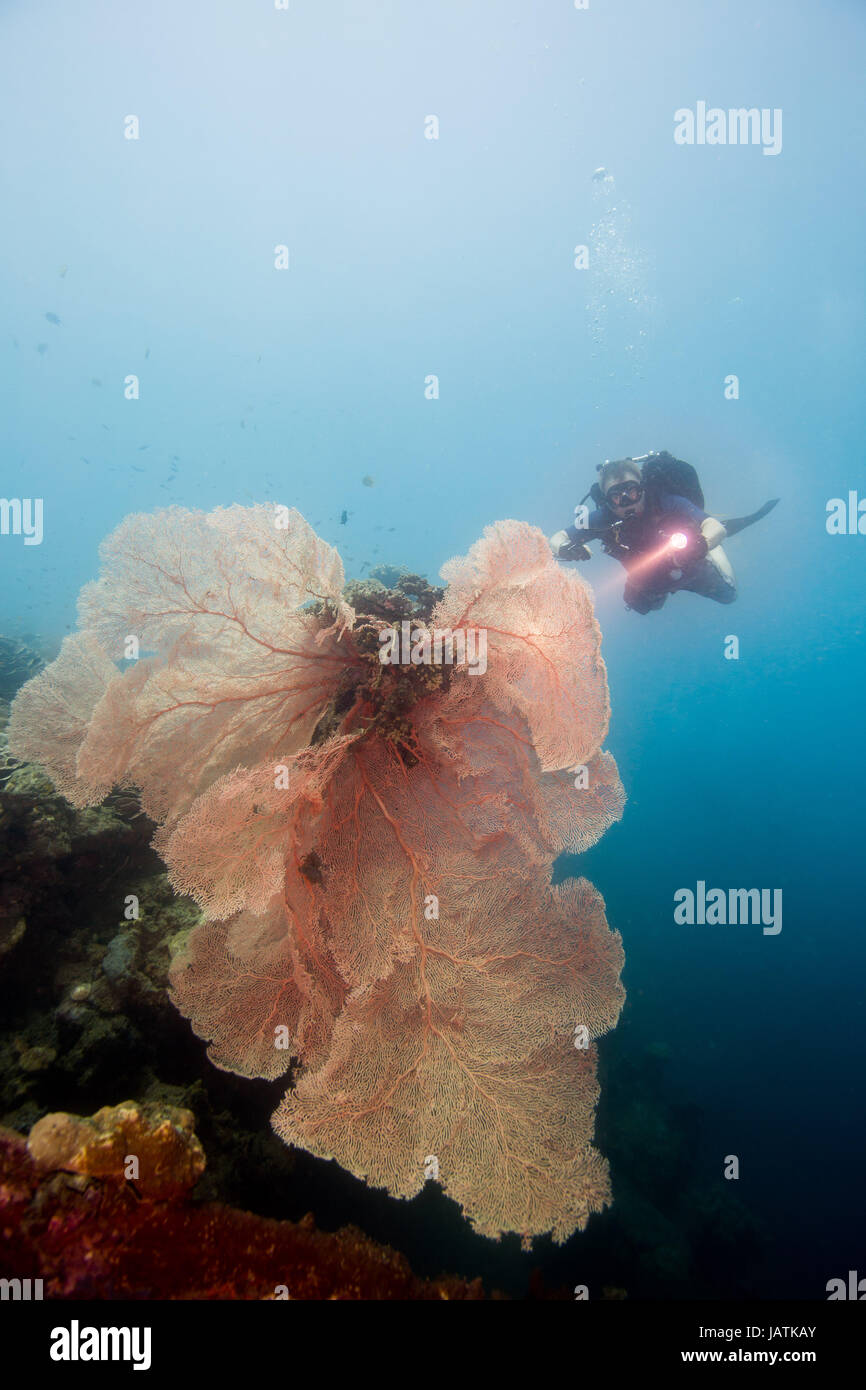 diver behind pink coral fan solomon islands Stock Photo - Alamy