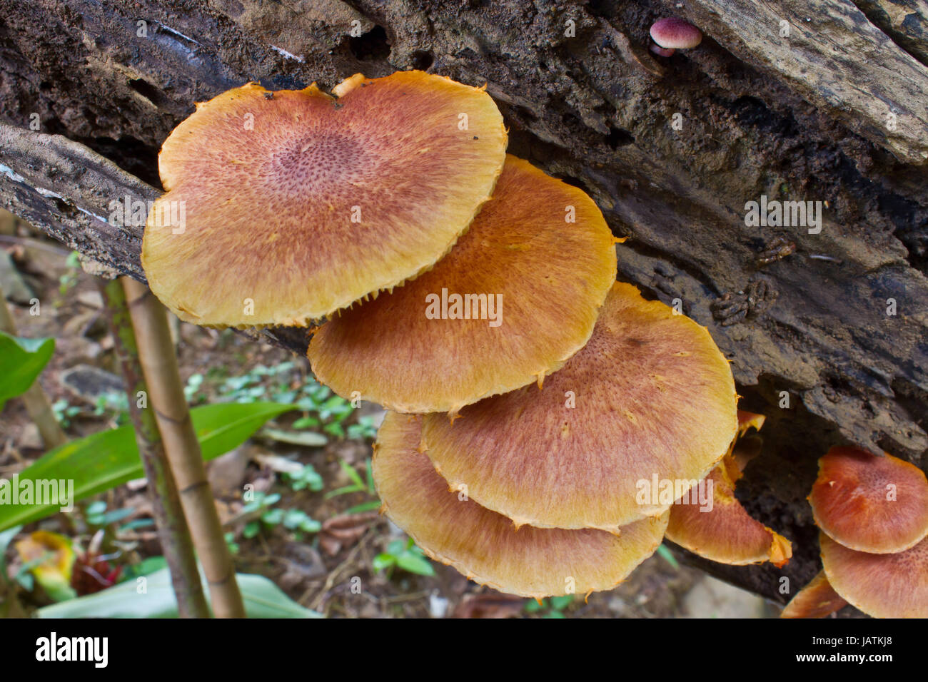 mushrooms growing on a live tree in the forest Stock Photo - Alamy