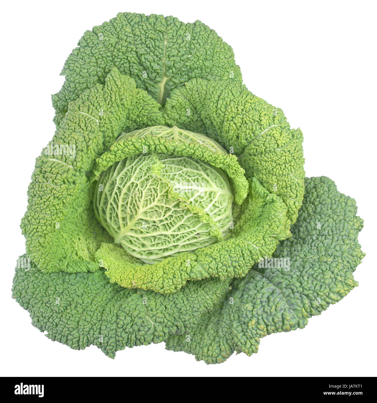 White Cabbage Plant