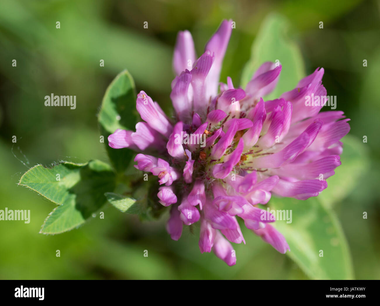Red clover flower hi-res stock photography and images - Alamy