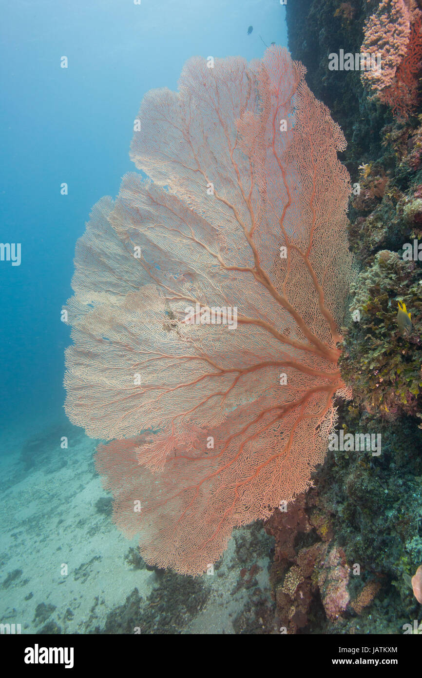 pink coral fan underwater Stock Photo - Alamy