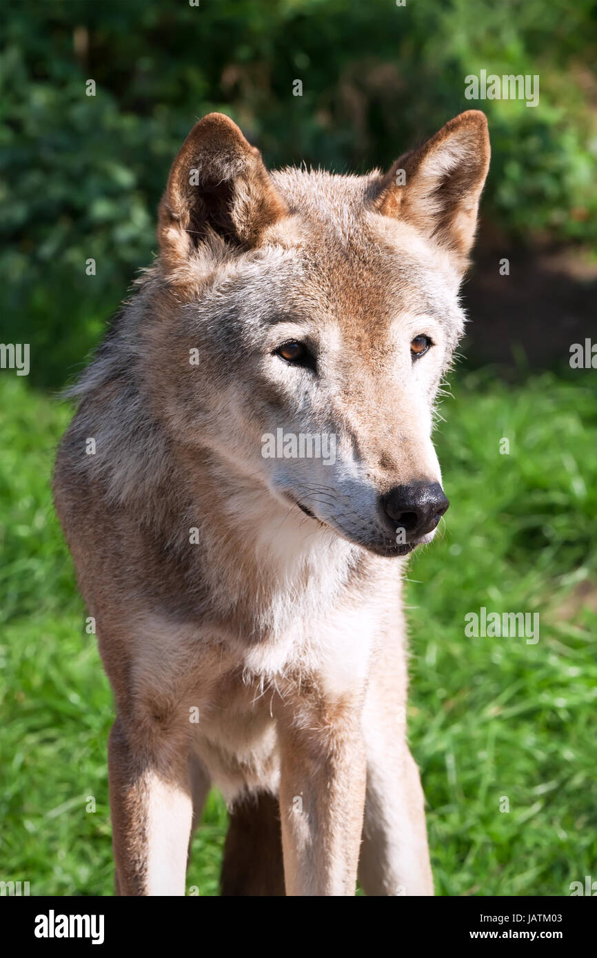 Nice close up portrait of gray wolf Stock Photo - Alamy