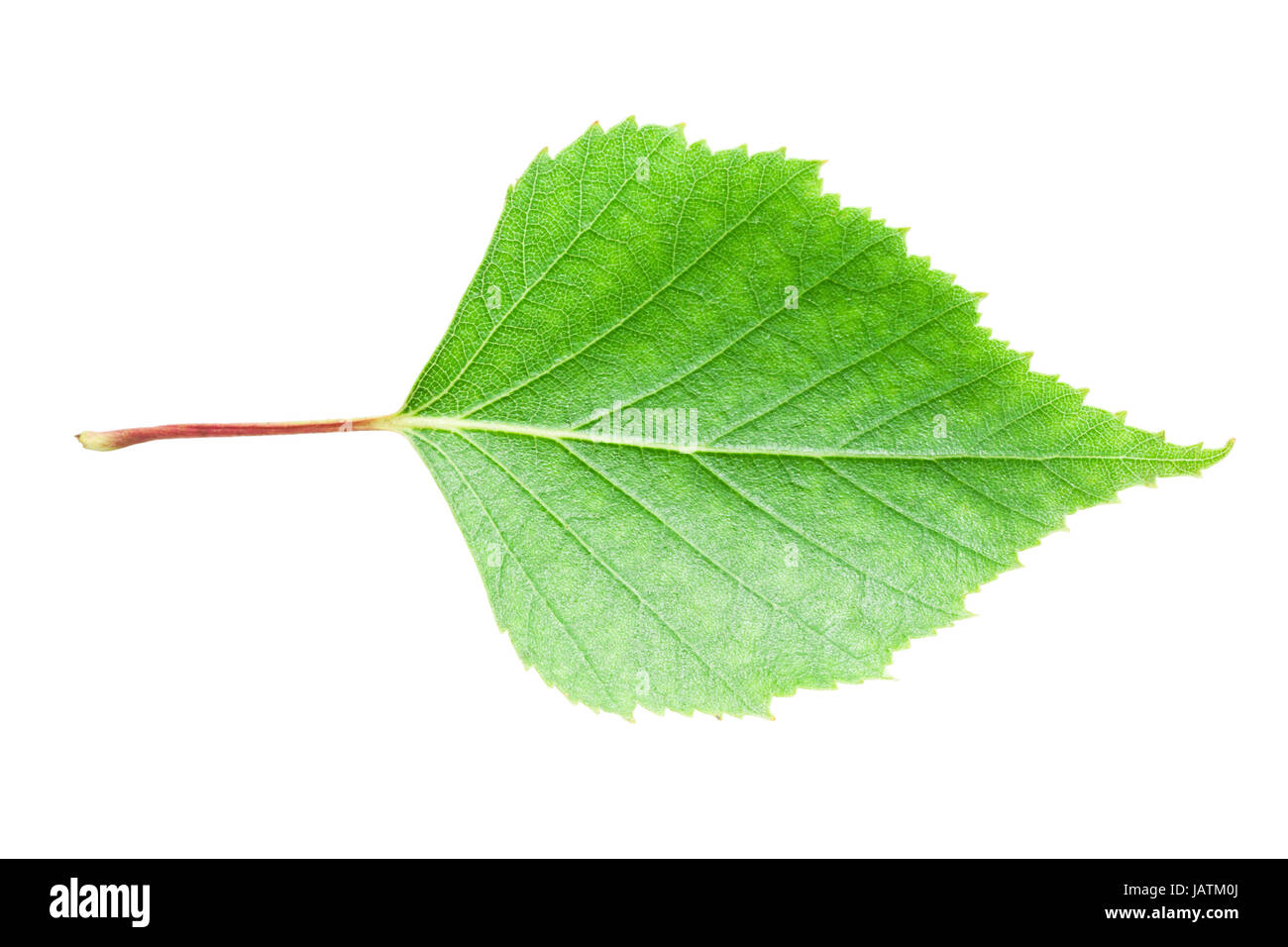 Beautiful macro photo of birch leaf, isolated on white background Stock ...