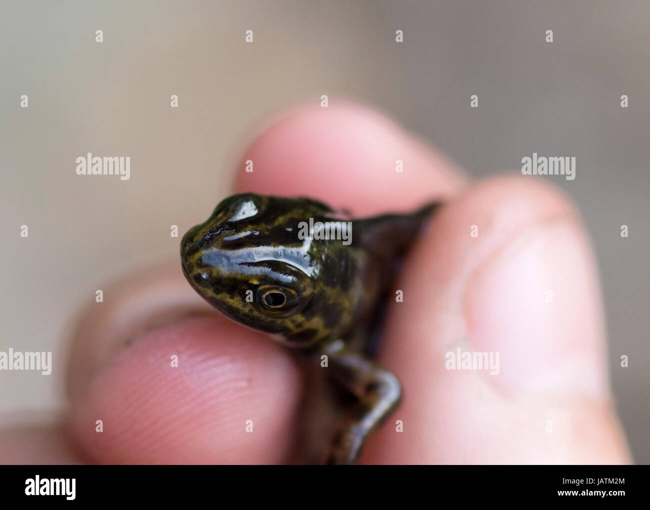 Palmate newt uk hi-res stock photography and images - Alamy