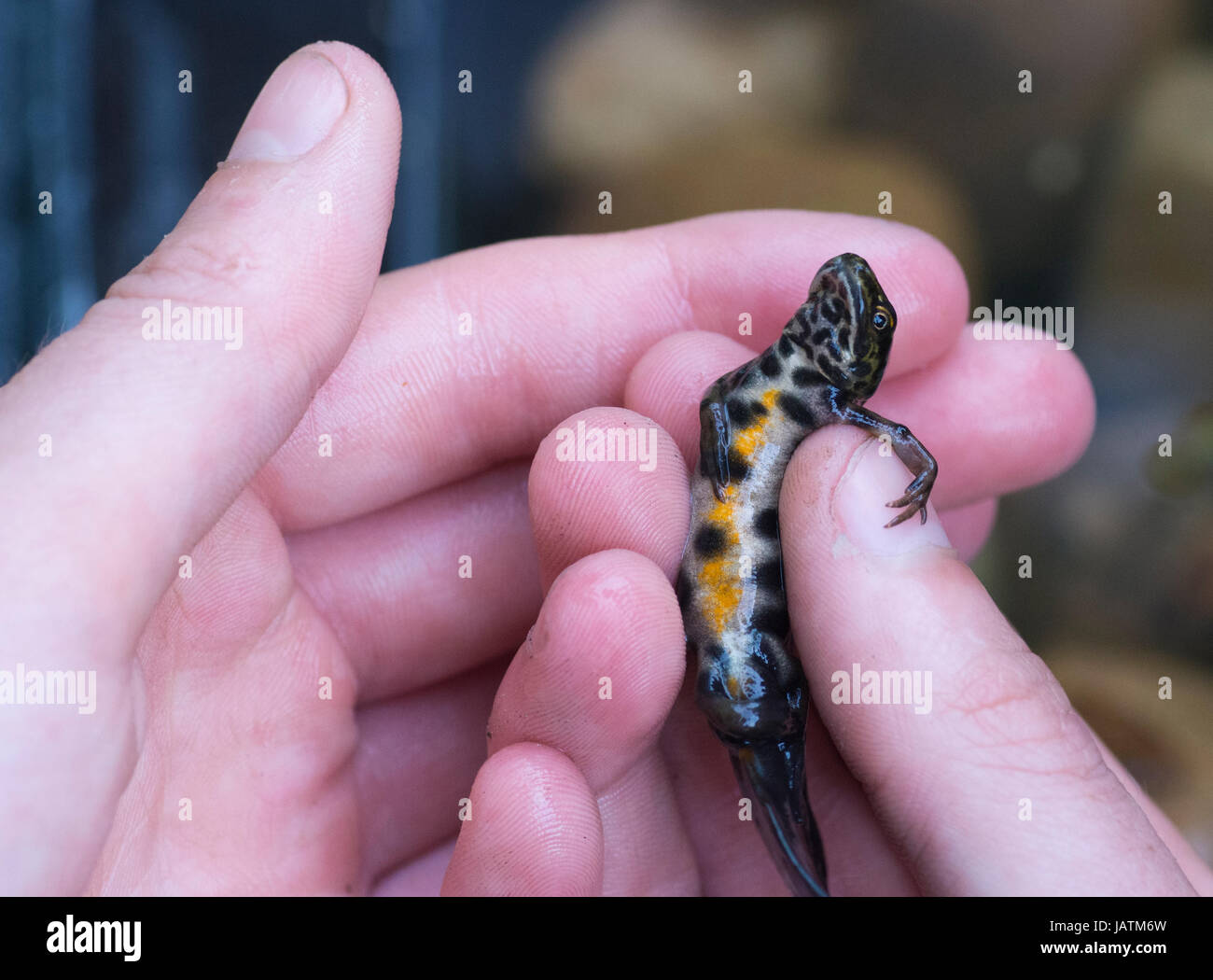 Palmate Newt Uk High Resolution Stock Photography and Images - Alamy