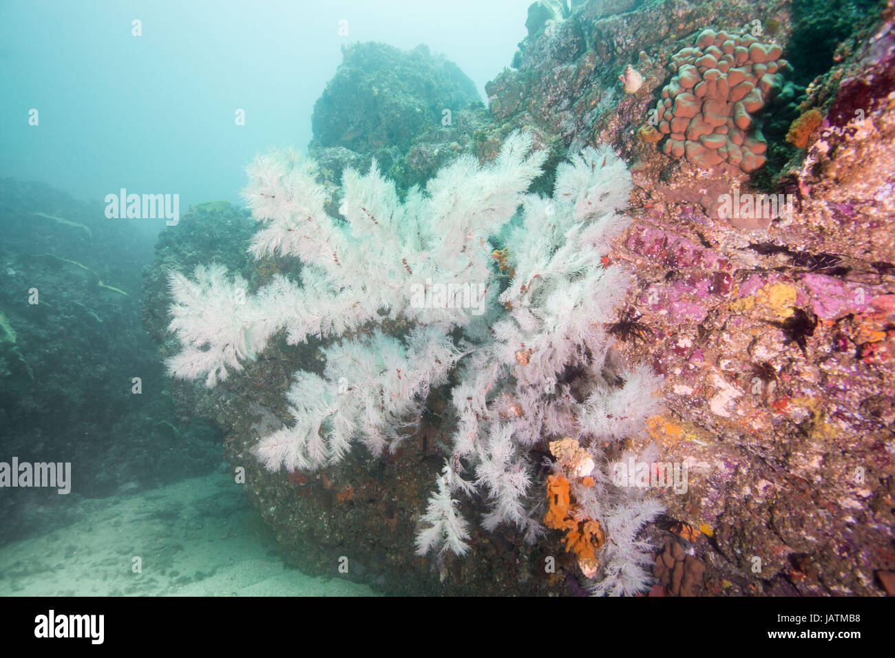white coral tree underwater Stock Photo - Alamy