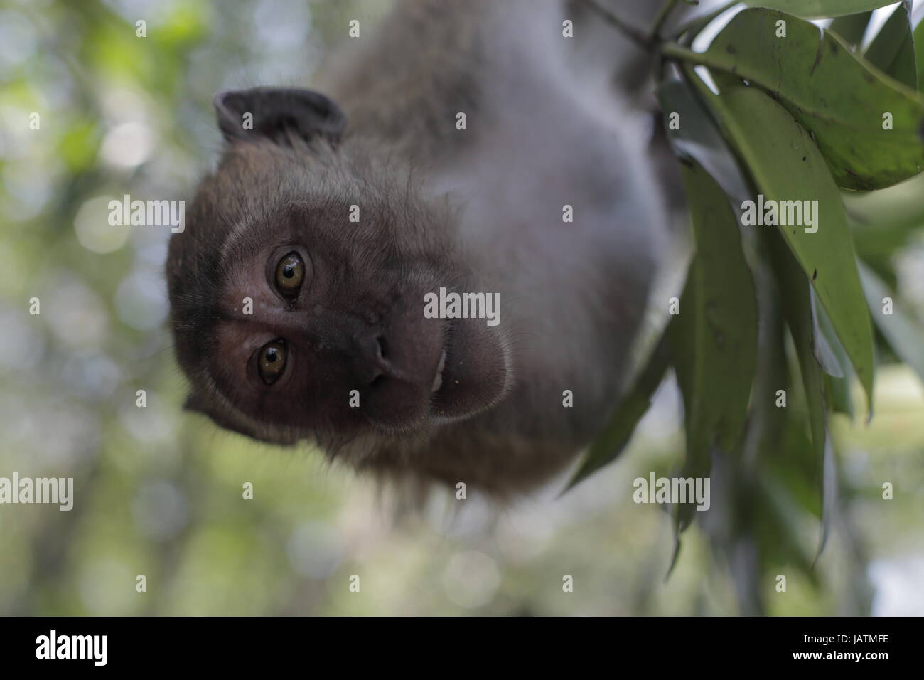 Crab hanging in a tree hi-res stock photography and images - Alamy