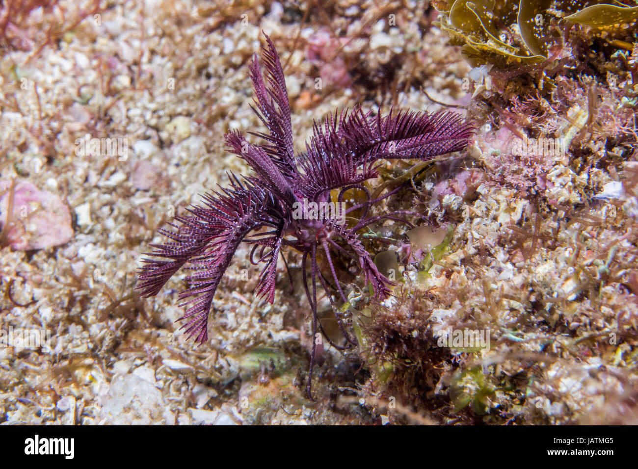 Purple star coral hi-res stock photography and images - Alamy
