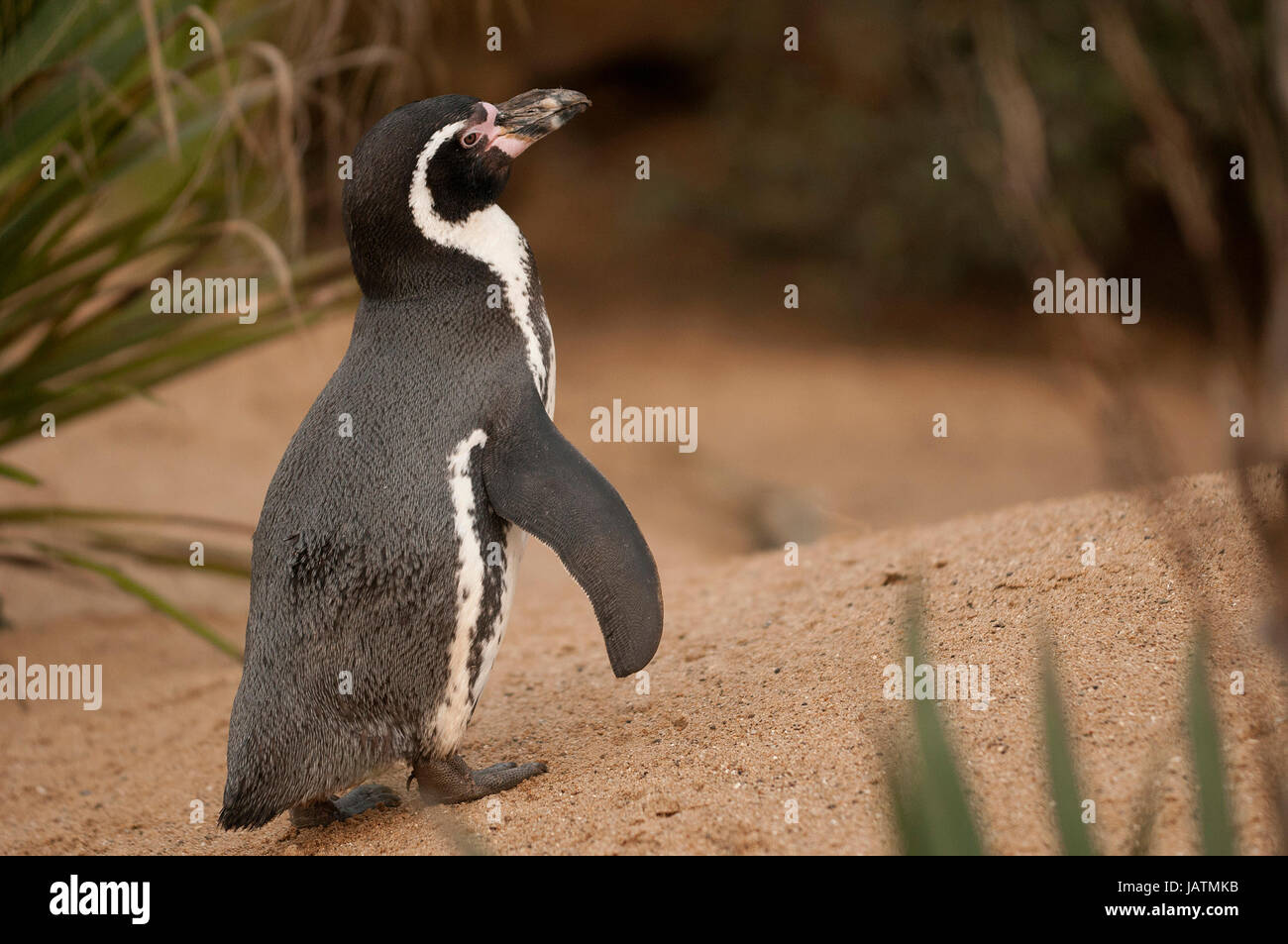 The Magellanic Penguin (Spheniscus magellanicus) is a South American ...