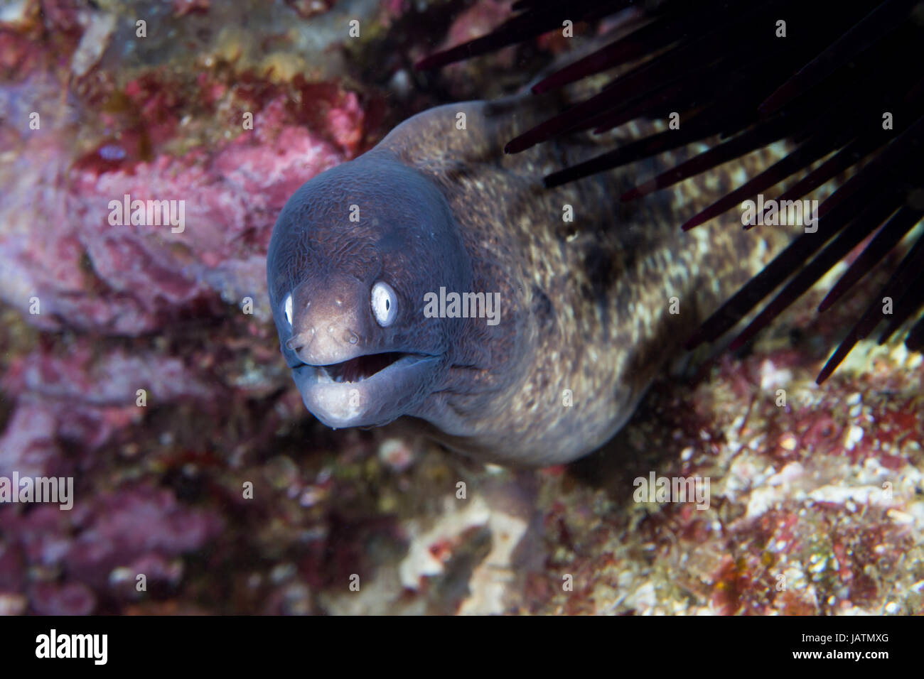 Baby eel hi-res stock photography and images - Alamy