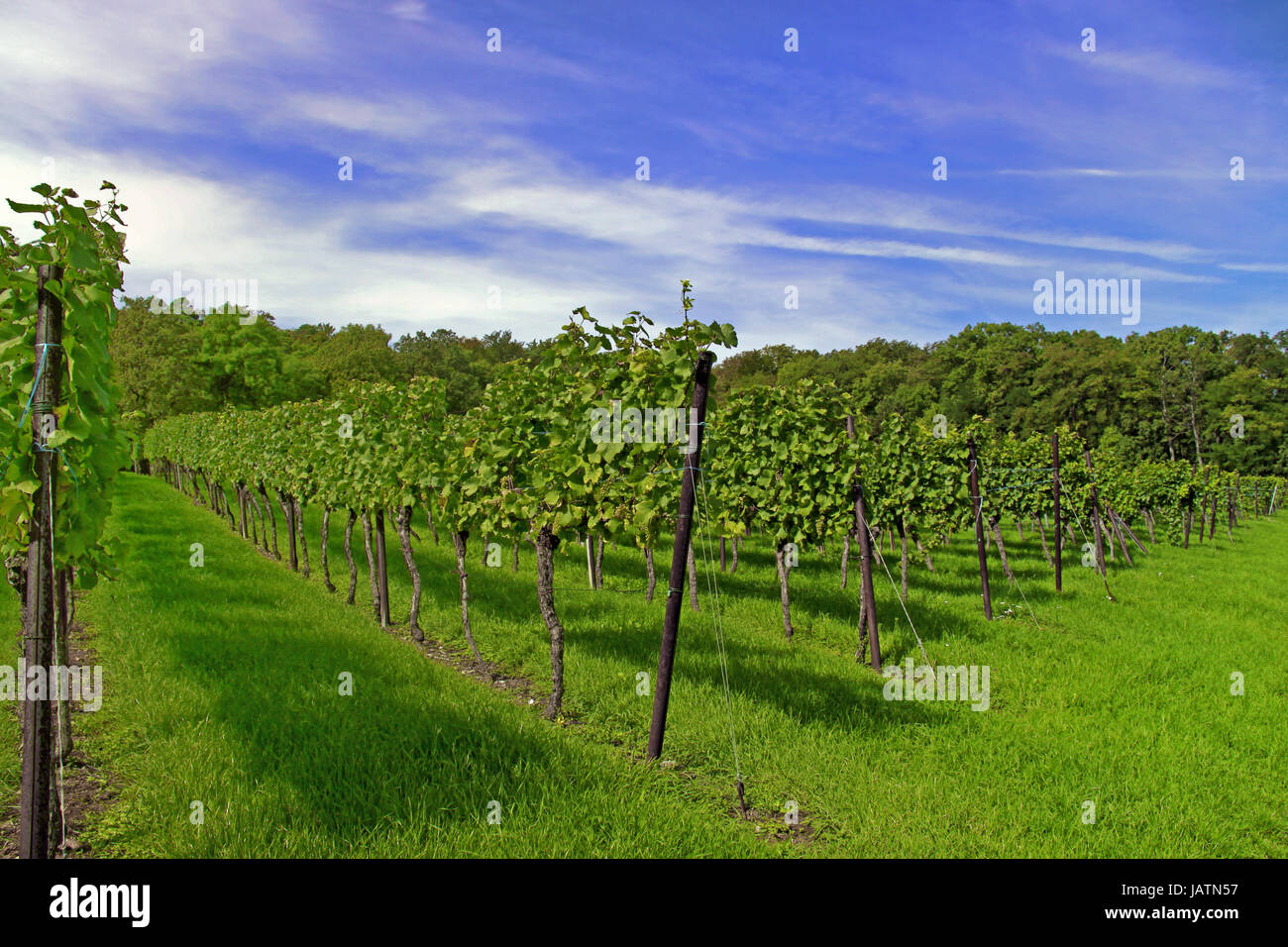 in the wingert Stock Photo - Alamy