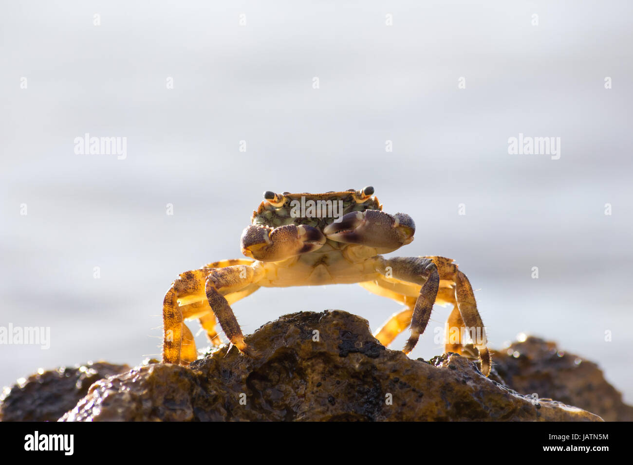 Scissor crab hi-res stock photography and images - Alamy