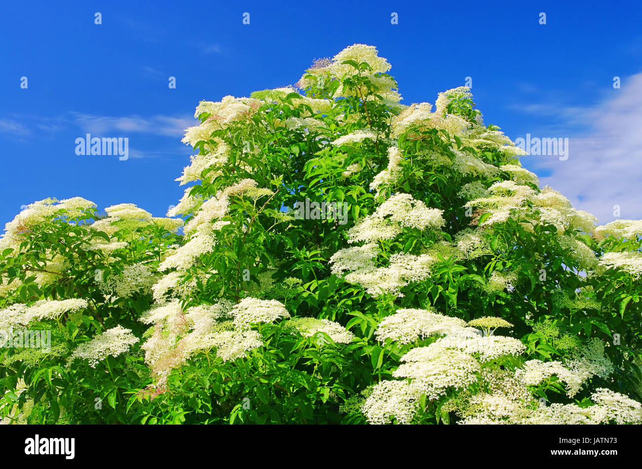 Holunder Blüte - elder flower 36 Stock Photo - Alamy