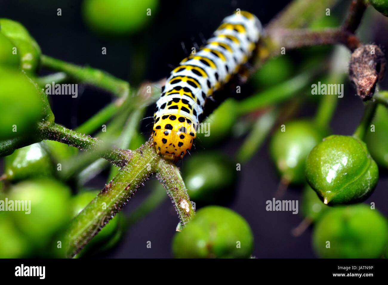 caterpillar seed vessels Stock Photo - Alamy