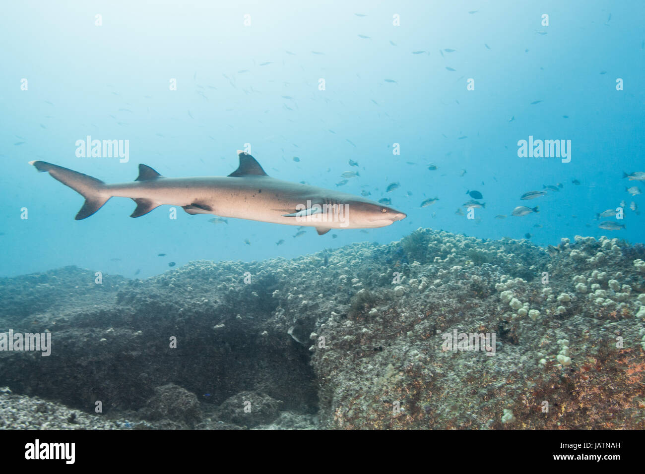 white tip reef shark queensland australia Stock Photo - Alamy