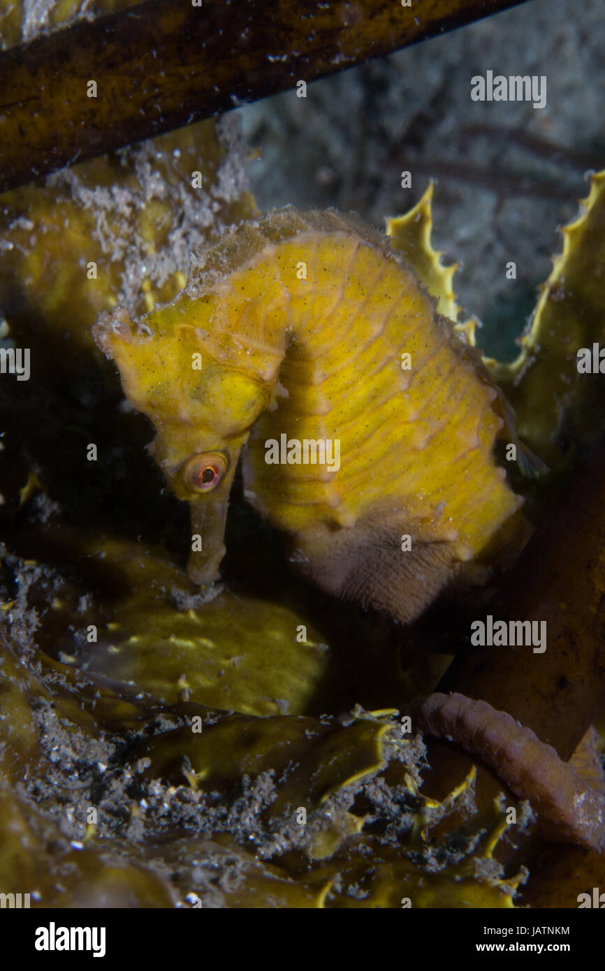 yellow seahorse in kelp australia Stock Photo - Alamy