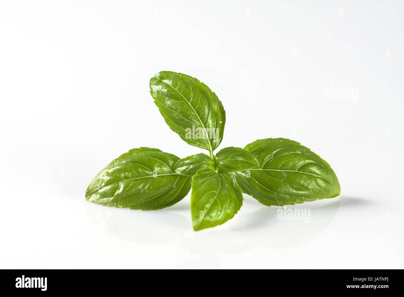 Close up studio shot of fresh washed green basil herb leaves isolated ...
