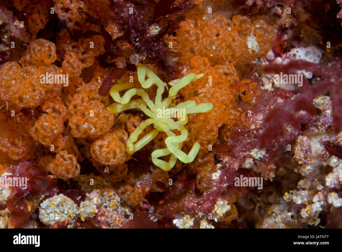 yellow sea spider macro closeup Stock Photo - Alamy