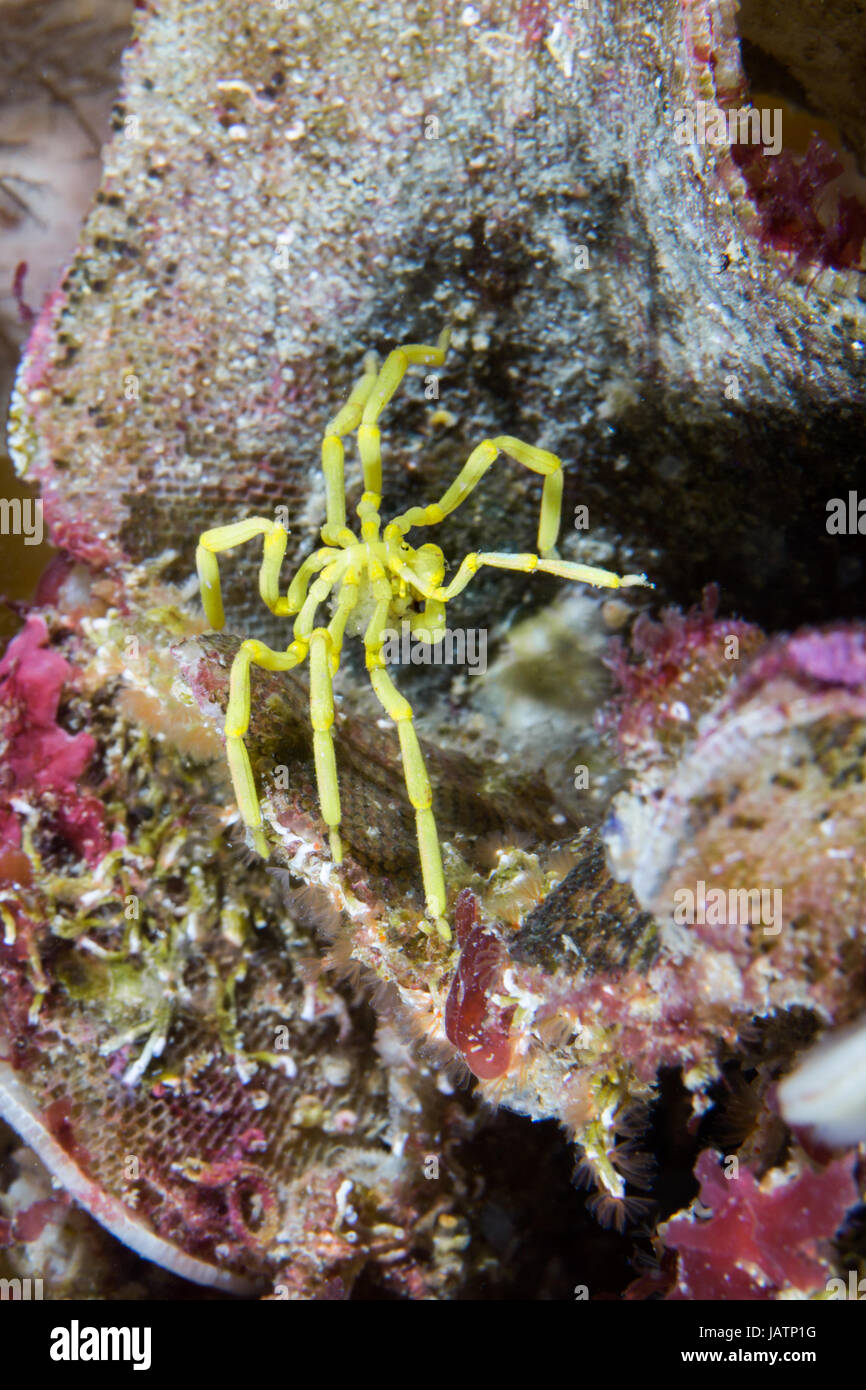 yellow sea spider macro closeup Stock Photo - Alamy