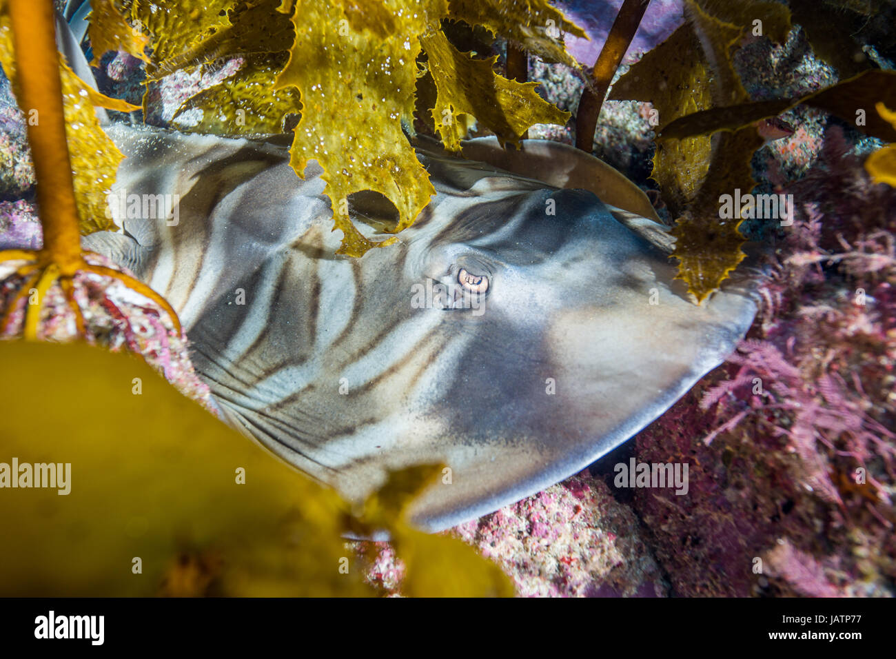 fiddler ray closeup underwater australia Stock Photo - Alamy