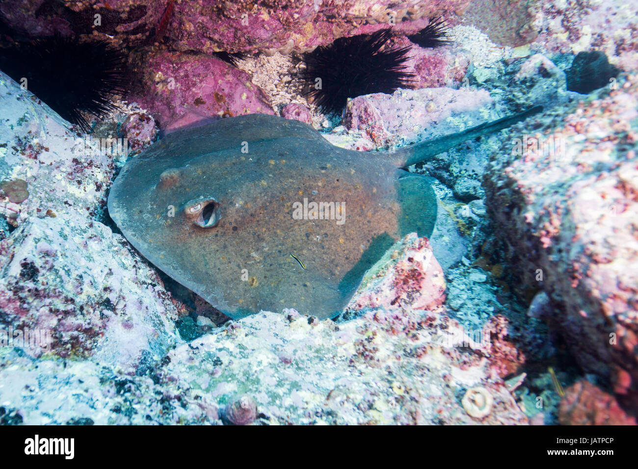 stingray closeup underwater australia Stock Photo - Alamy
