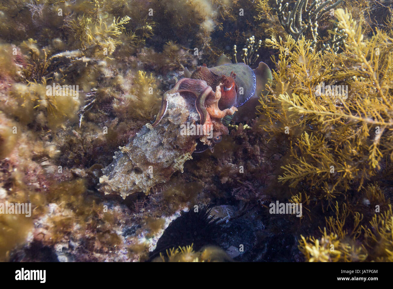 cuttlefish mating season whyalla australia Stock Photo - Alamy