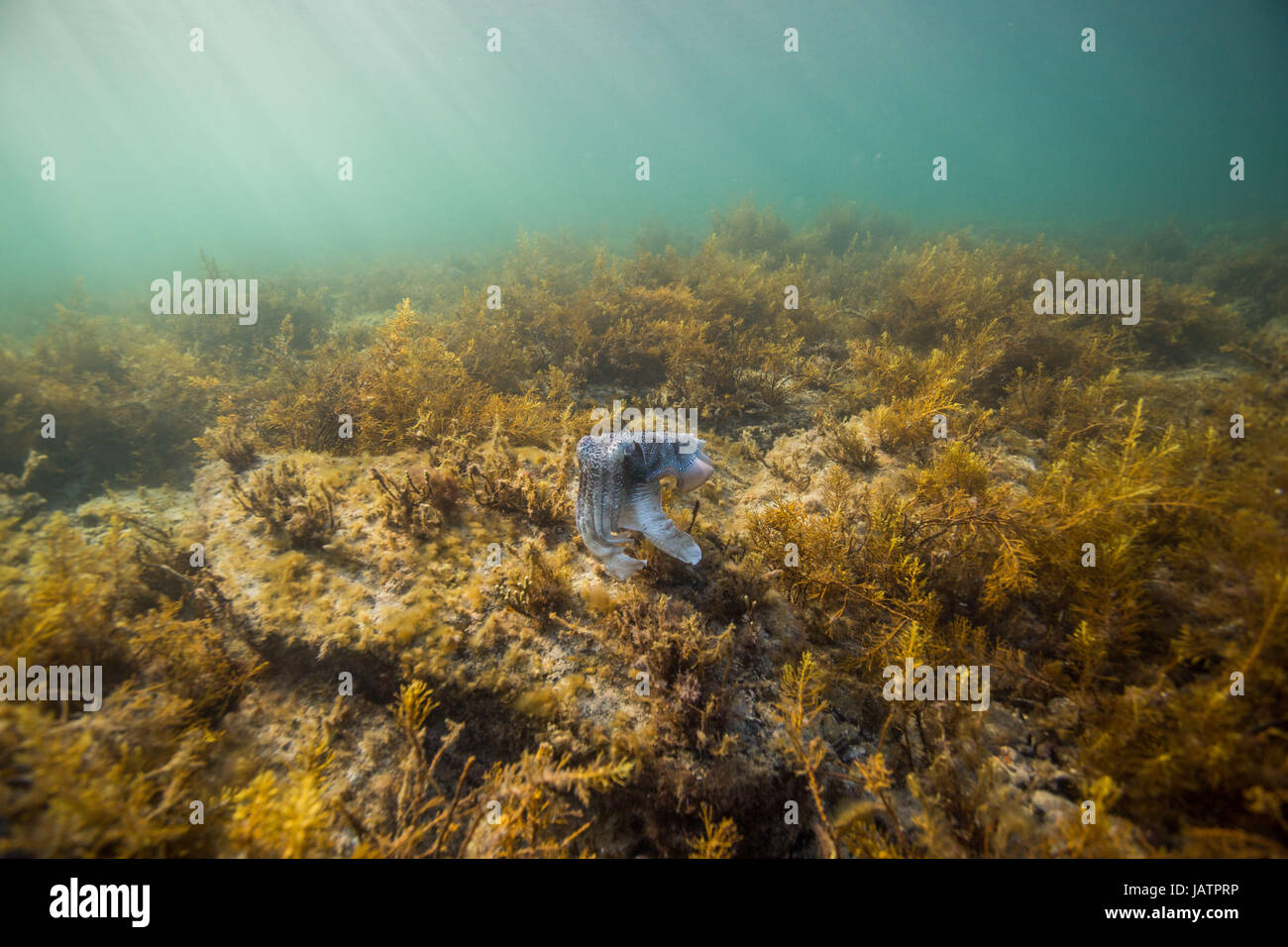 Giant cuttlefish mating hi-res stock photography and images - Alamy