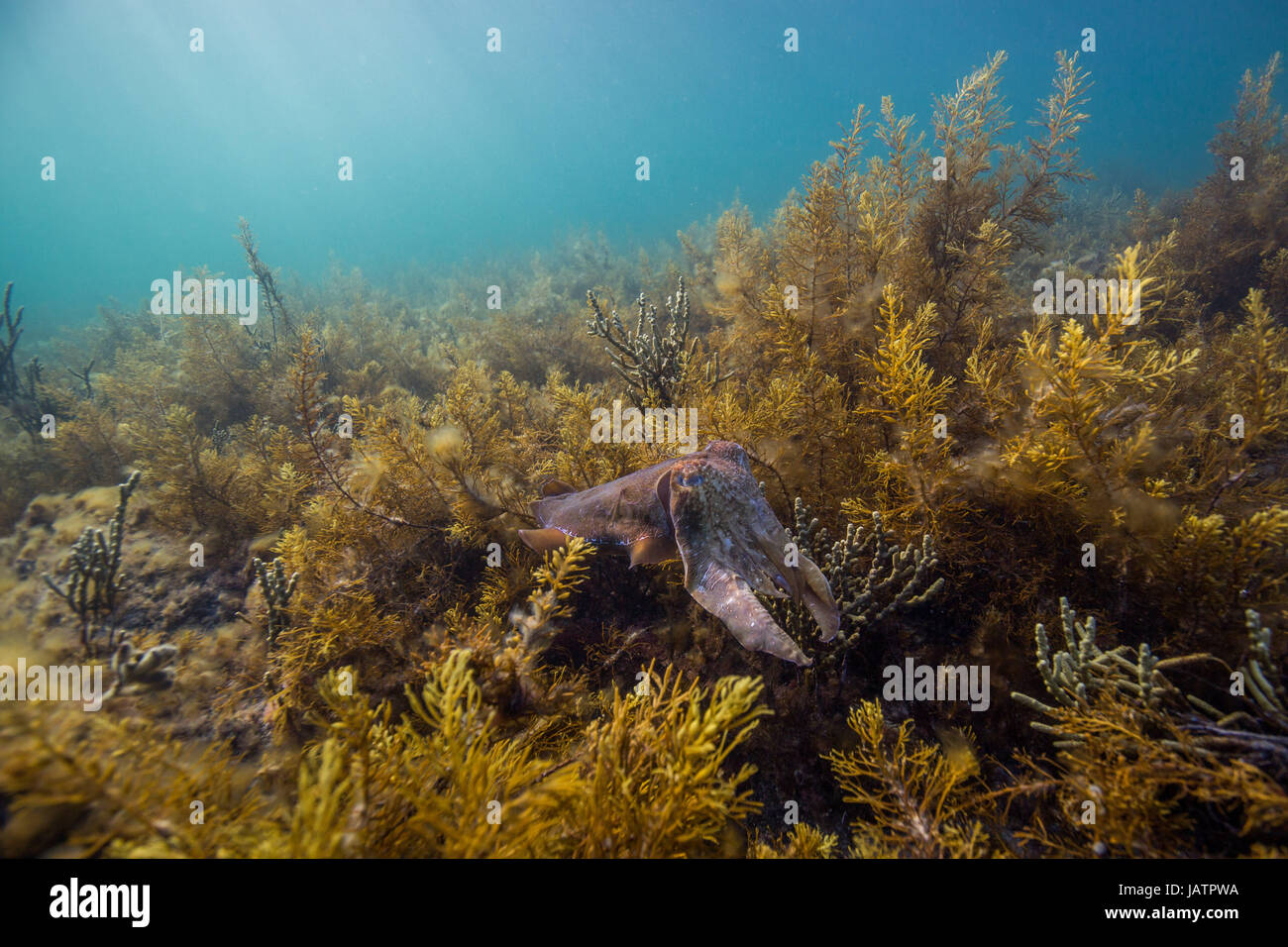cuttlefish mating season whyalla australia Stock Photo - Alamy