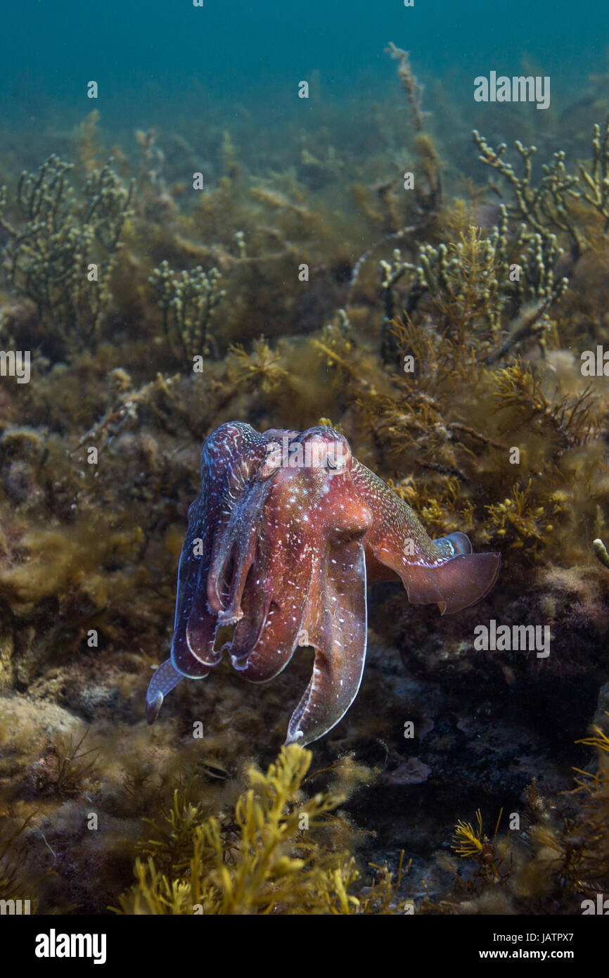 Whyalla cuttlefish hi-res stock photography and images - Alamy