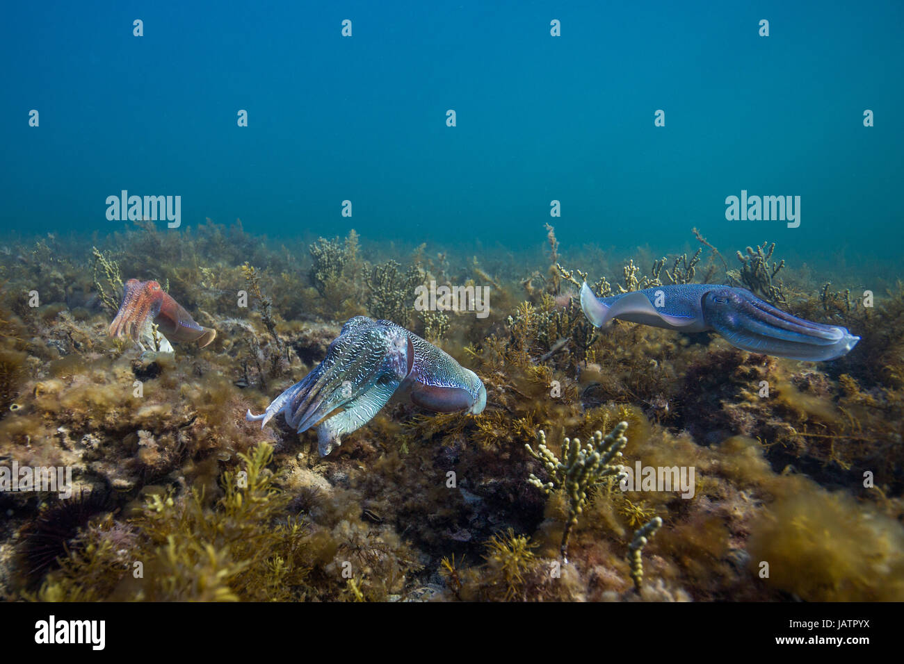 Whyalla cuttlefish hi-res stock photography and images - Alamy