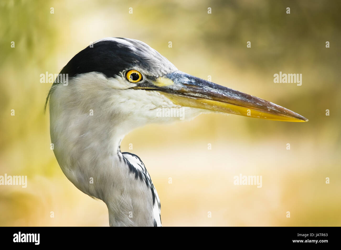Grey heron head in side angle view with just swallowed fish and sunny ...