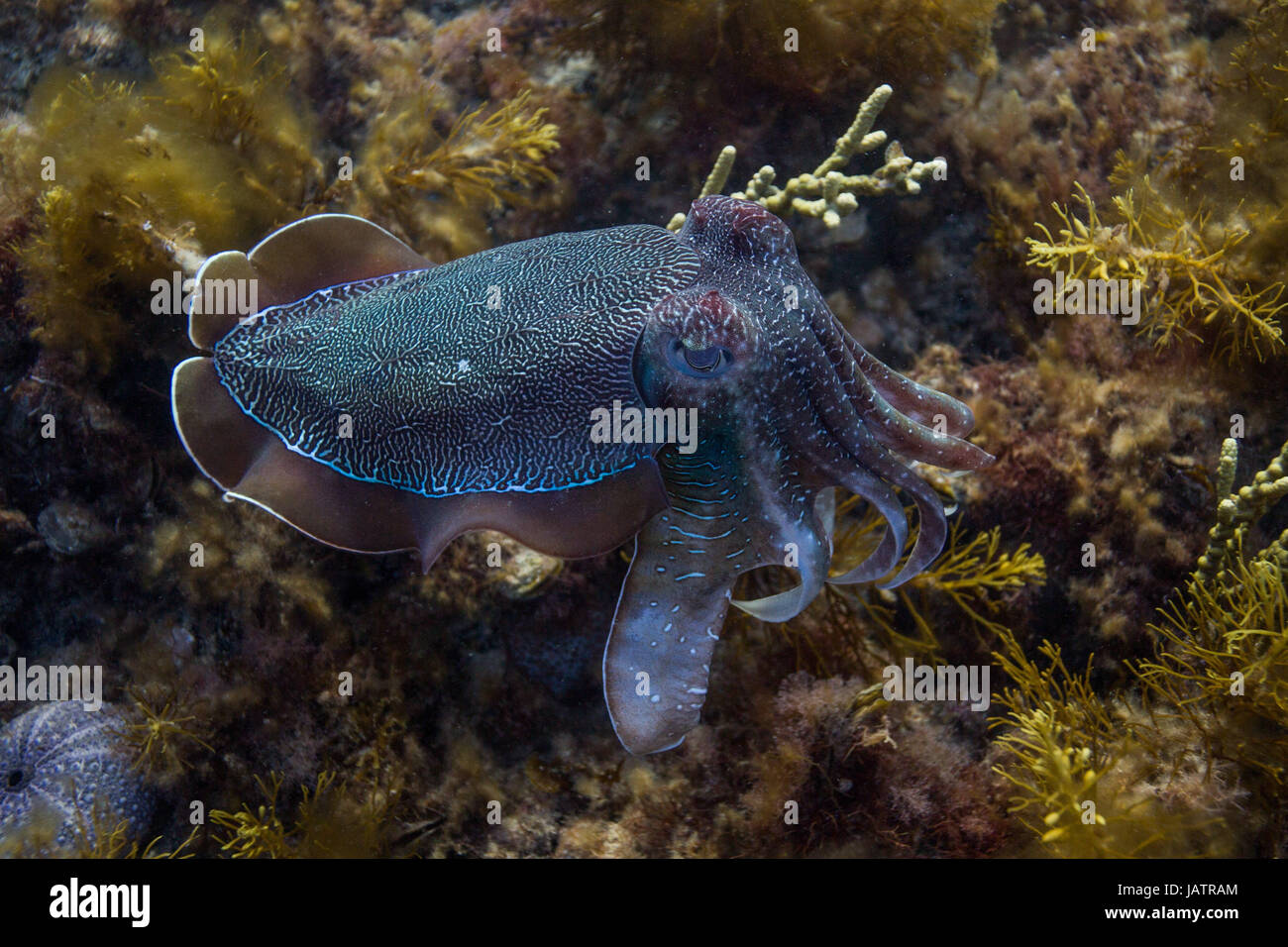 Giant cuttlefish mating hi-res stock photography and images - Alamy