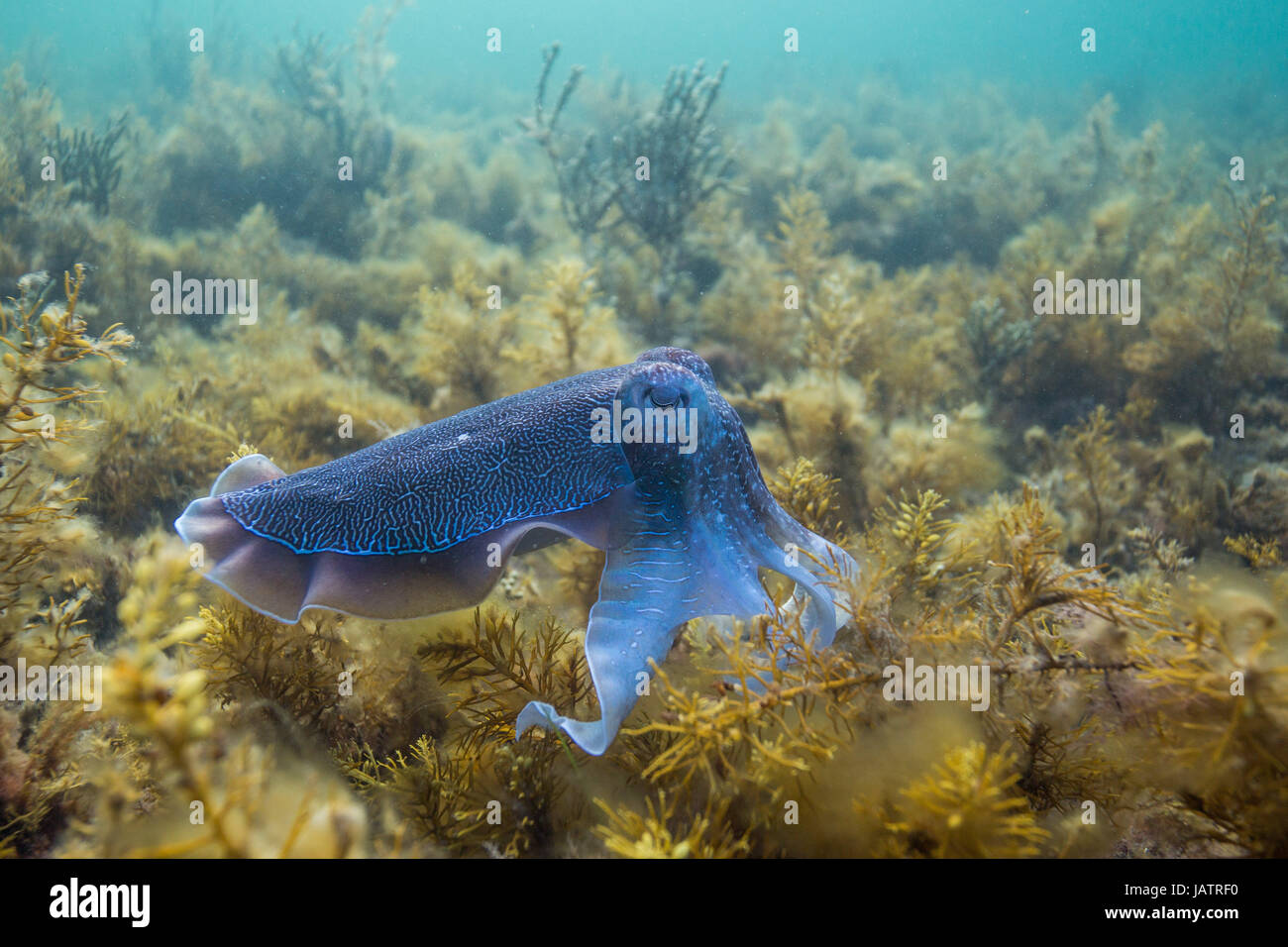 Whyalla cuttlefish hi-res stock photography and images - Alamy