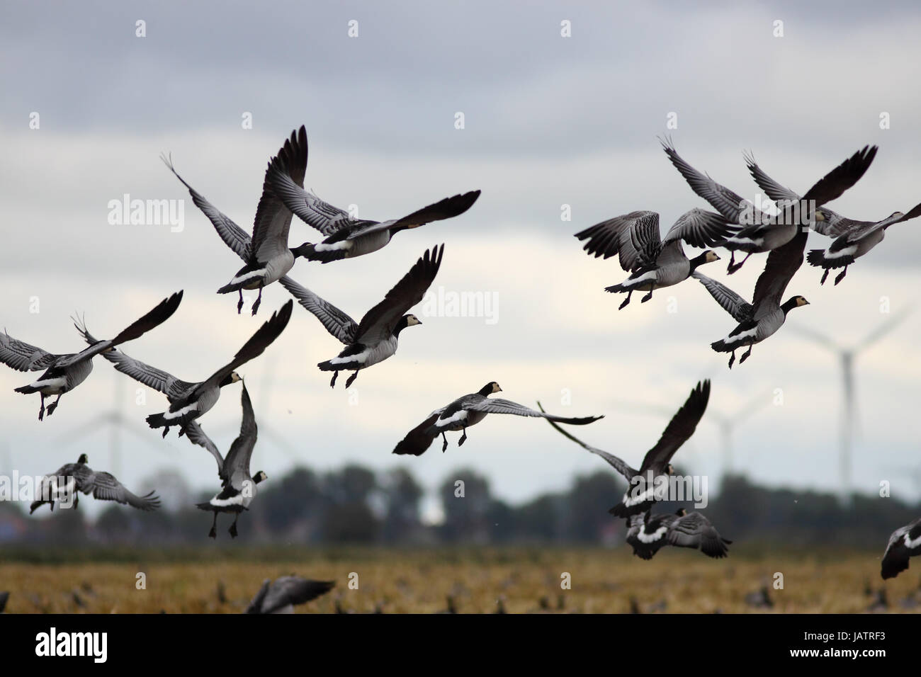 barnacle geese in flight Stock Photo - Alamy