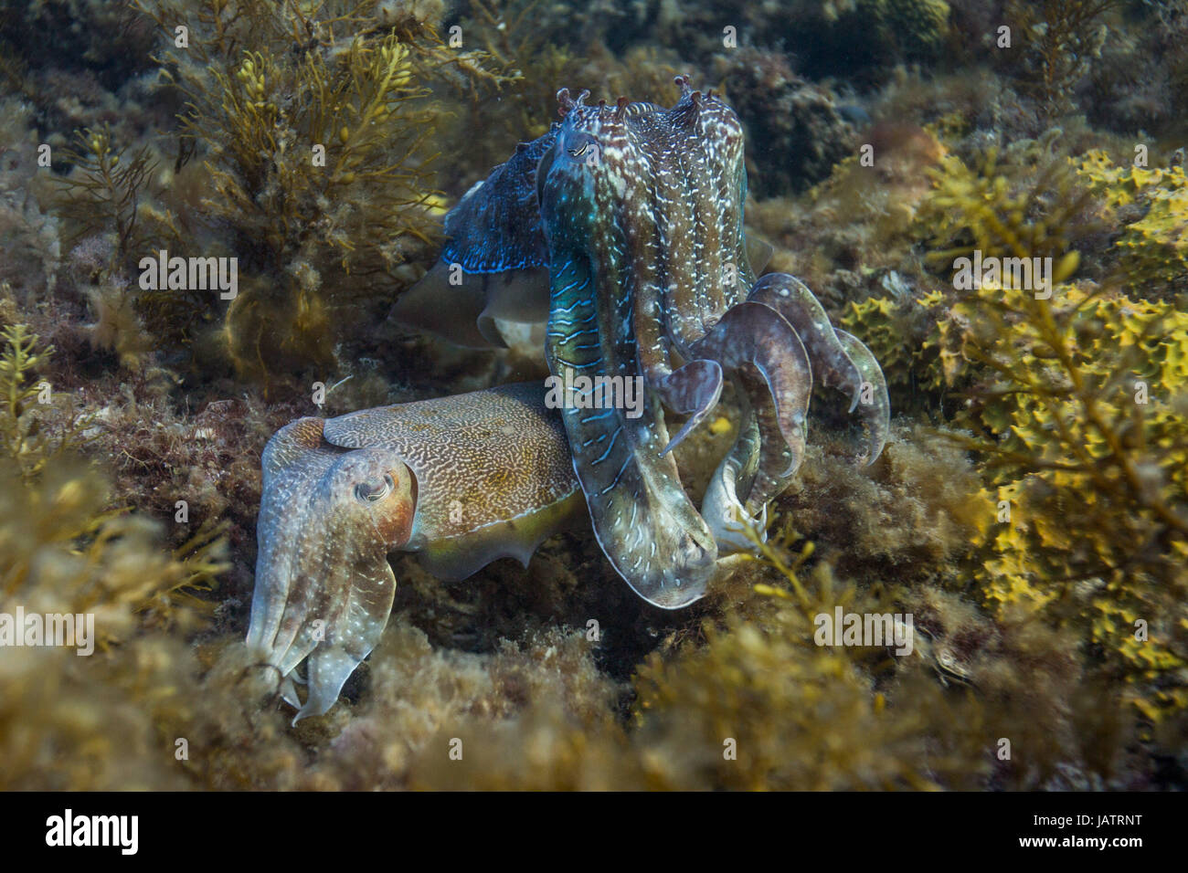 Cuttlefish mating hi-res stock photography and images - Alamy